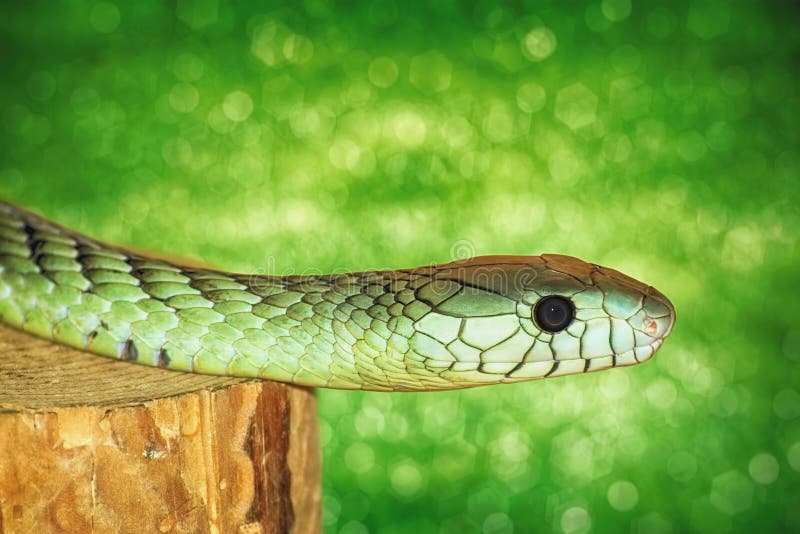 Serpiente verde imagen de archivo. Imagen de cierre, escamoso - 67118885