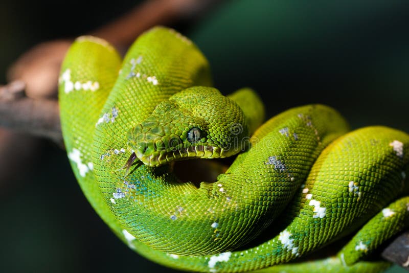 Serpiente verde foto de archivo. Imagen de primer, espiral - 8132252