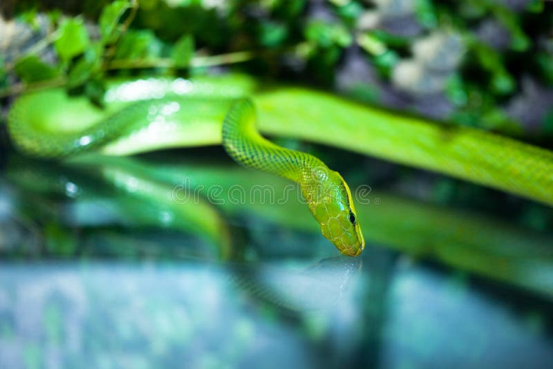 Serpiente verde foto de archivo. Imagen de primitivo, reptiliano - 9513408