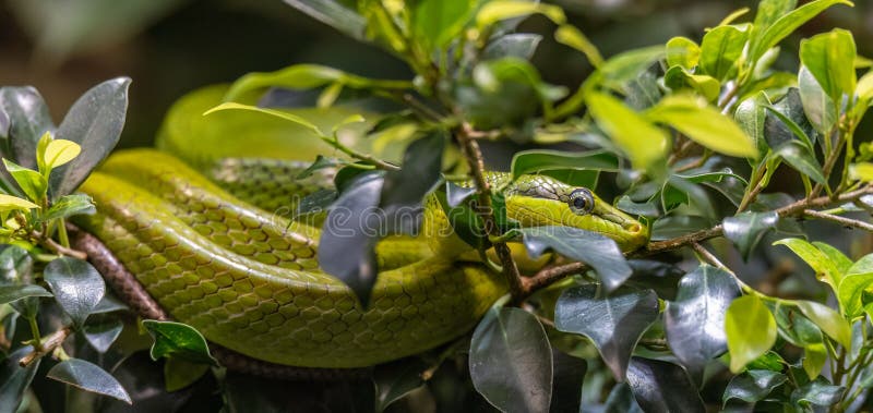 Serpiente Verde Camuflada Entre Hojas Foto de archivo - Imagen de ...