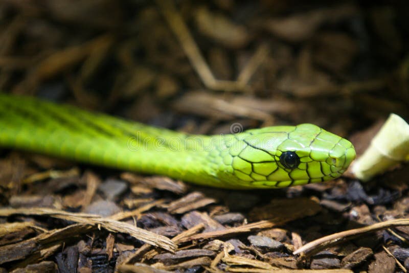 Serpiente Verde Lisa (vernalis Del Opheodrys) Foto de archivo - Imagen ...