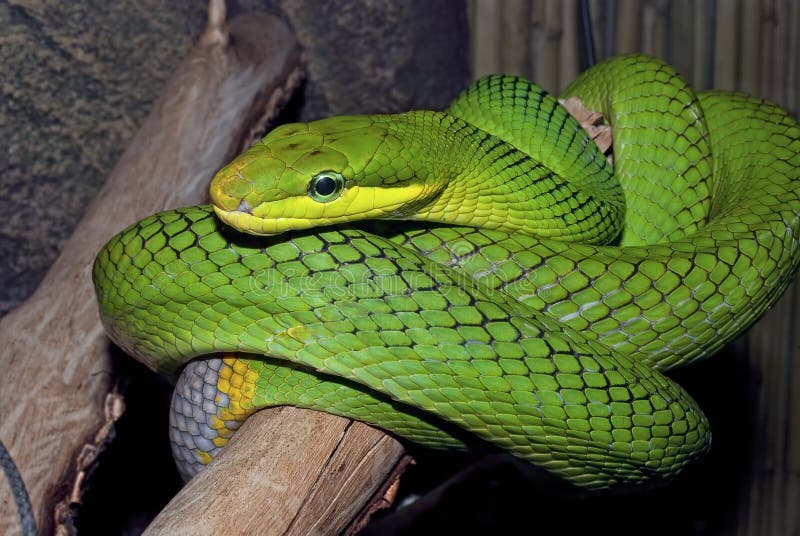 imágenes comunes del Serpiente Verde En Selva Tropical - los derechos ...