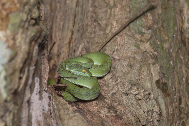 Serpiente Verde En Selva Tropical Imagen de archivo - Imagen de miedo ...
