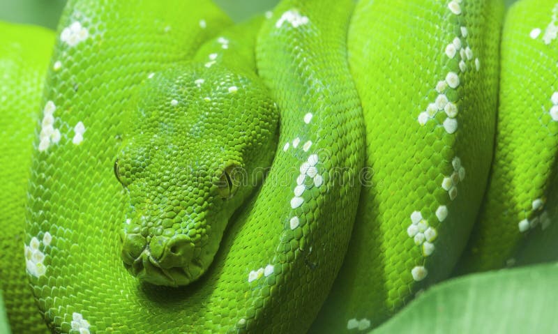 Serpiente Verde En Selva Tropical Imagen de archivo - Imagen de ...
