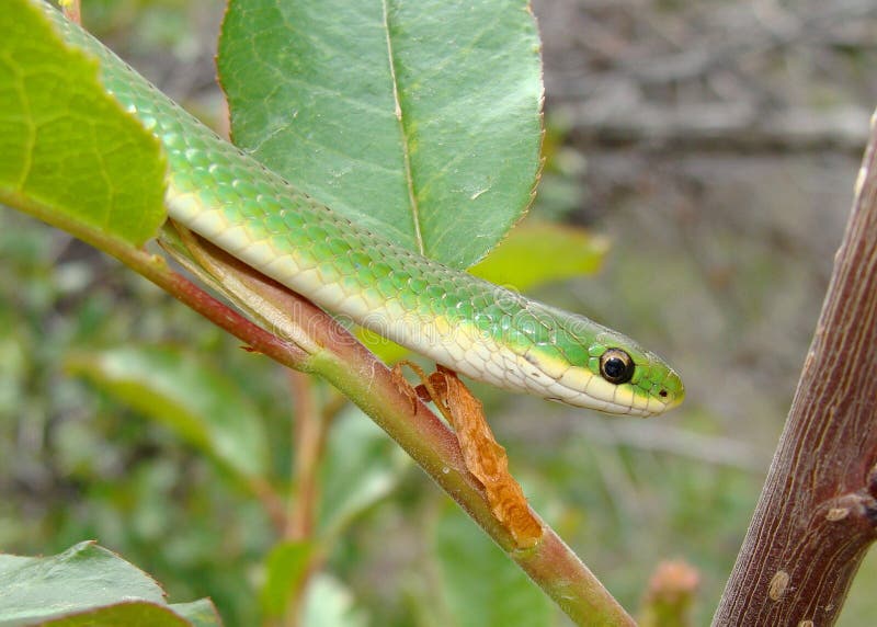 Serpiente verde lisa imagen de archivo. Imagen de reptil - 21065217