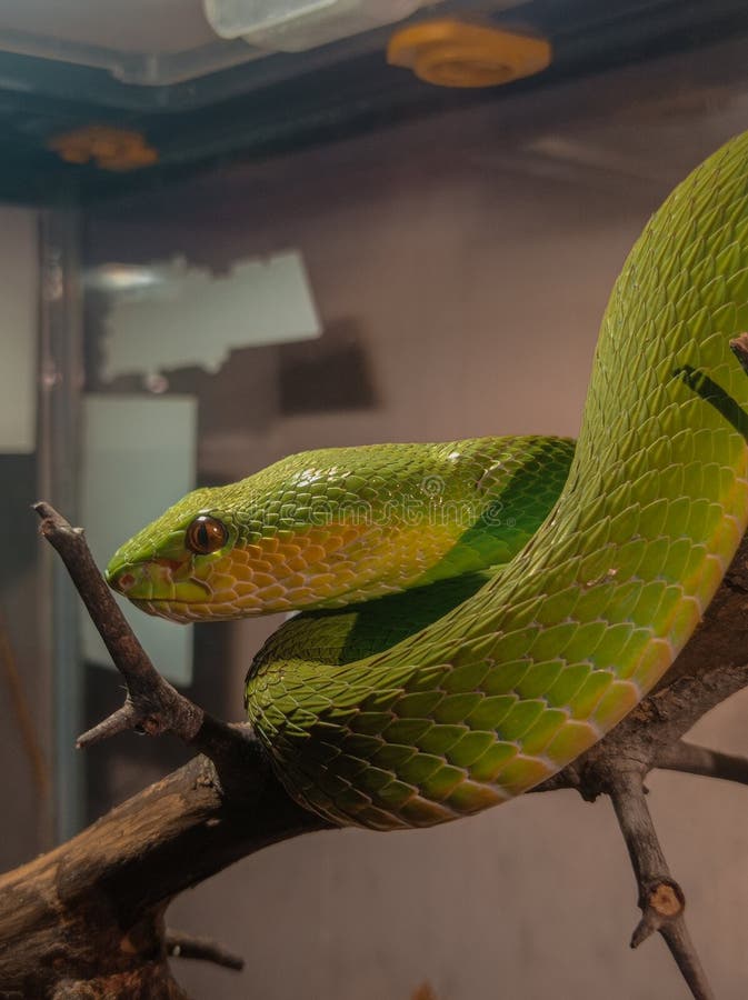 Serpiente Verde Trimeresurus Insularis Viper Foto de archivo - Imagen ...