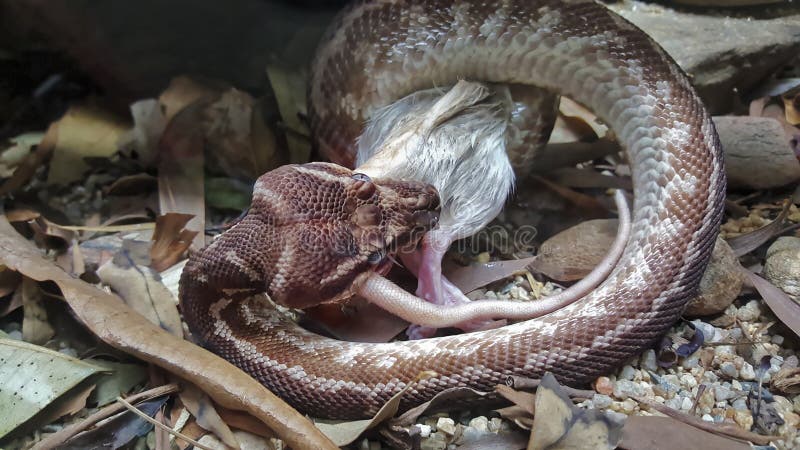 Serpiente y ratones imagen de archivo. Imagen de pista - 68657439