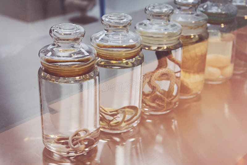 Serpientes En Un Laboratorio De Ciencia Foto de archivo - Imagen de ...