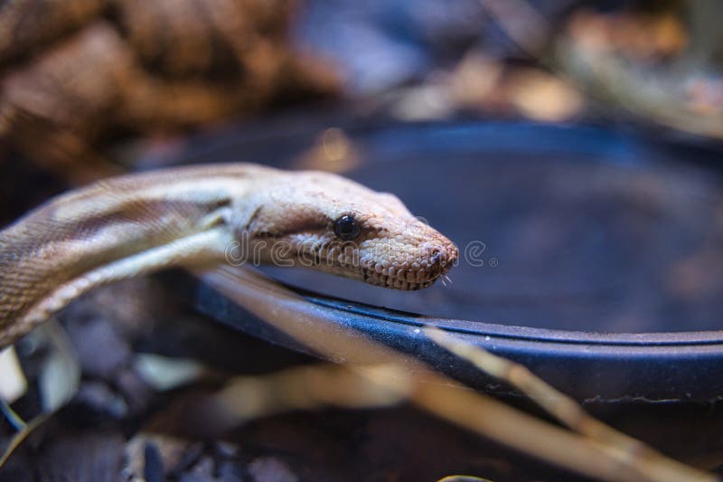 Serpientes Y Reptiles En Terarium Show Imagen de archivo - Imagen de ... Serpientes Y Reptiles En Terarium Show Imagen de archivo - Imagen de ...