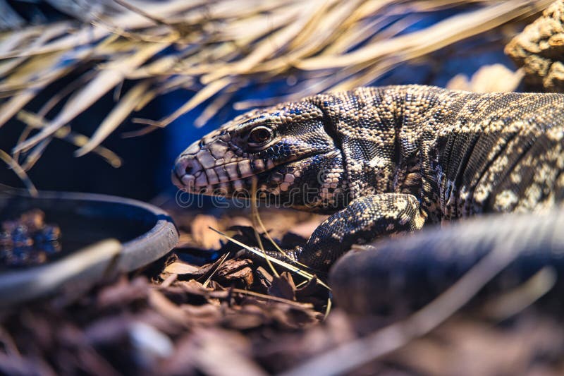 Serpientes Y Reptiles En Terarium Show Foto de archivo - Imagen de ... Serpientes Y Reptiles En Terarium Show Foto de archivo - Imagen de ...