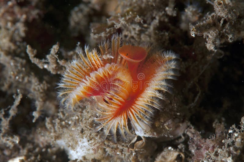 Nereis photo stock. Image du maritime, fermer, science - 30097636