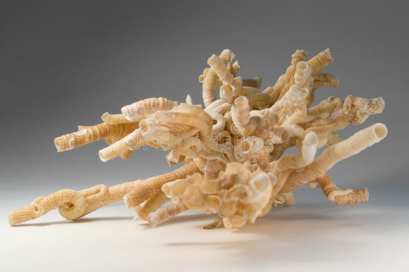 Serpulid worm tubes stock photo. Image of complexity - 33269998