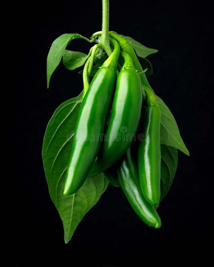 Serrano Peppers on the Vine Stock Photo - Image of peppers, spicy ...