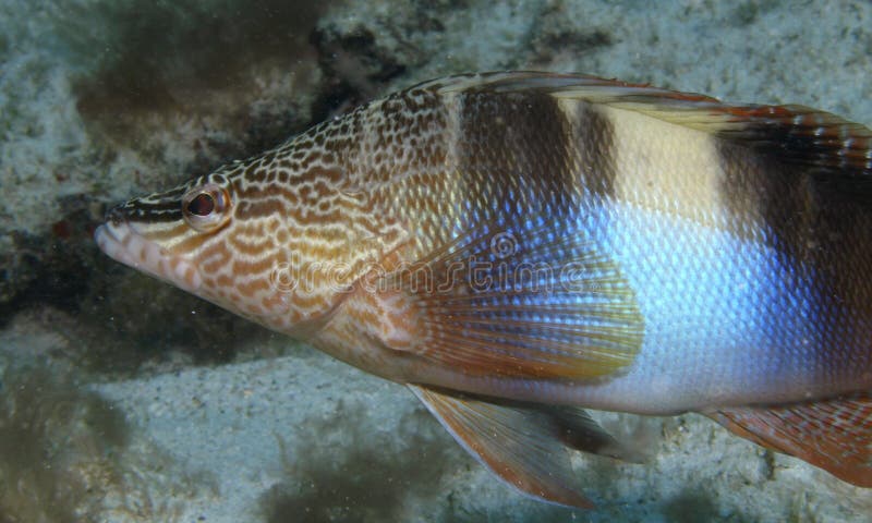 Serranus stock photo. Image of canary, islands, comber - 12732782