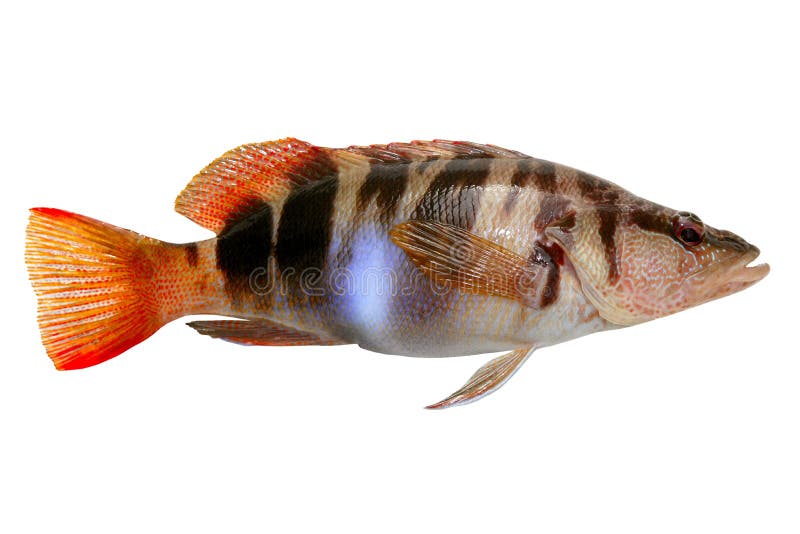 Serranus Scriba Fish Painted Comber Stock Image - Image of closeup ...