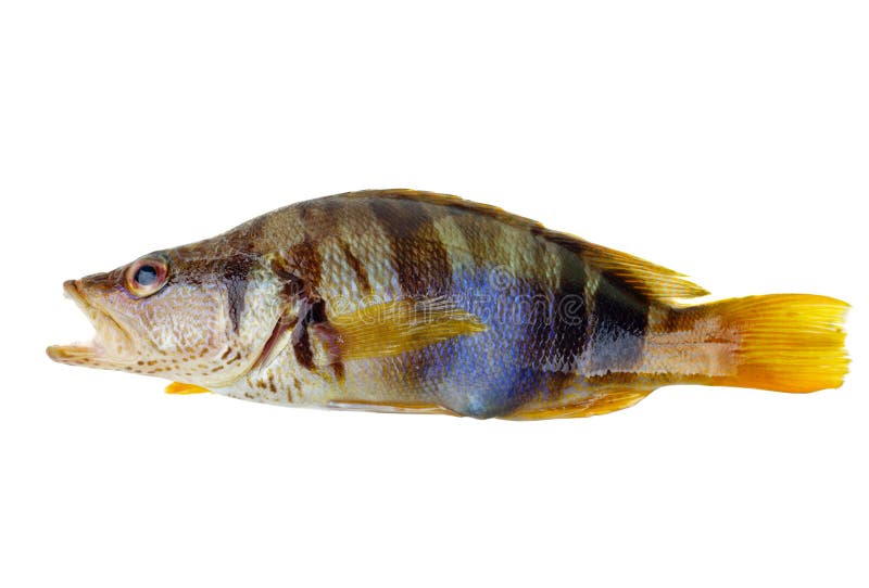 Sea Comber on a Mediterranean Reef Stock Image - Image of organism ...