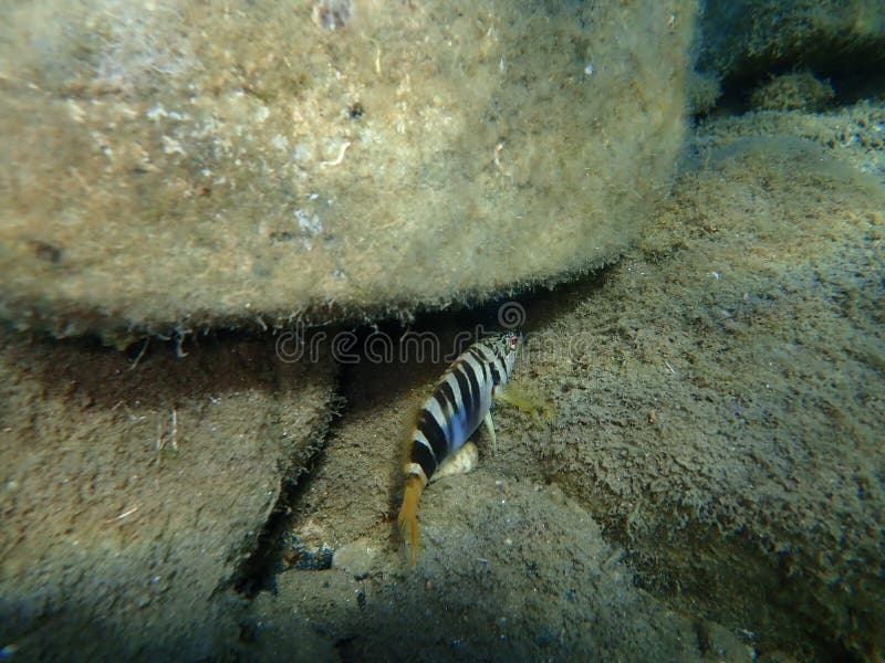 Serranus Scriba, Painted Comber. Stock Photo - Image of diving, comber ...