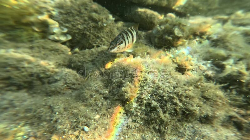 Serranus Scriba on the Seabed Stock Video - Video of serranidae, fish ...