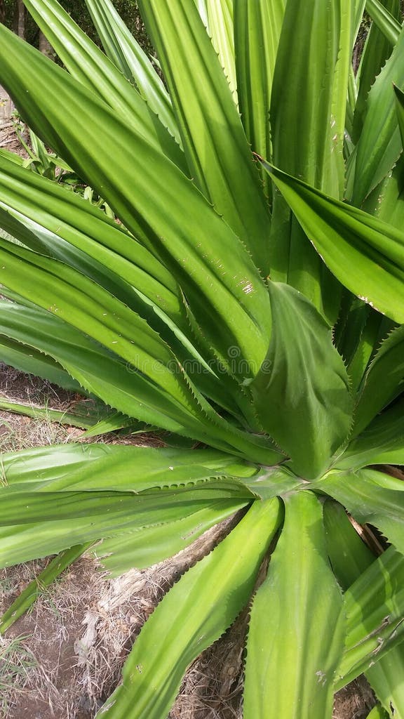 Serrated edge leaves stock image. Image of edge, branch - 189151455