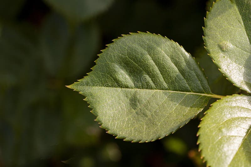 Serrated green leaf stock image. Image of photosynthesis - 182634023