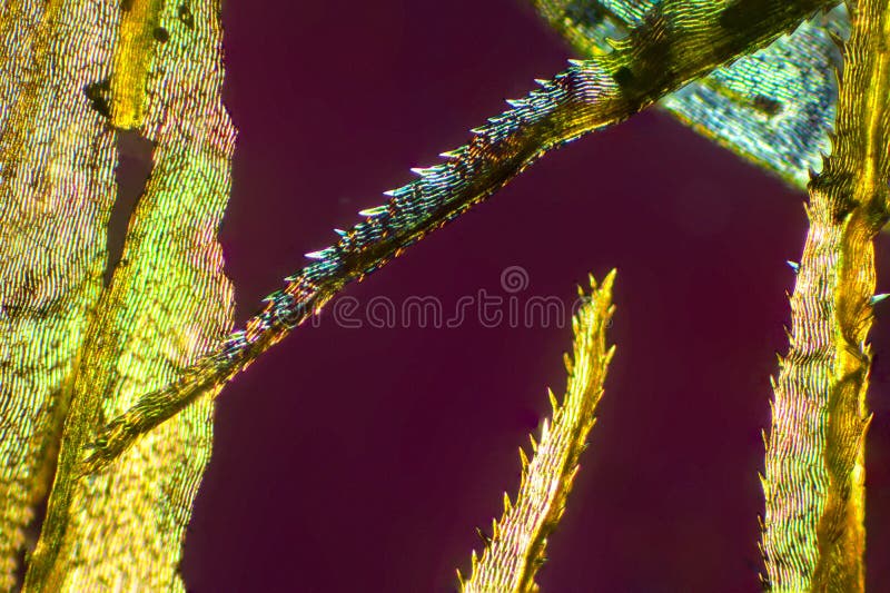 Serrated Leaf Tips of the Wavy Broom Moss, Dicranum Polysetum Stock ...
