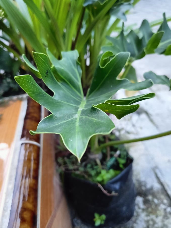 Serrated Philo Flowers are Bright Green Stock Image - Image of serrated ...