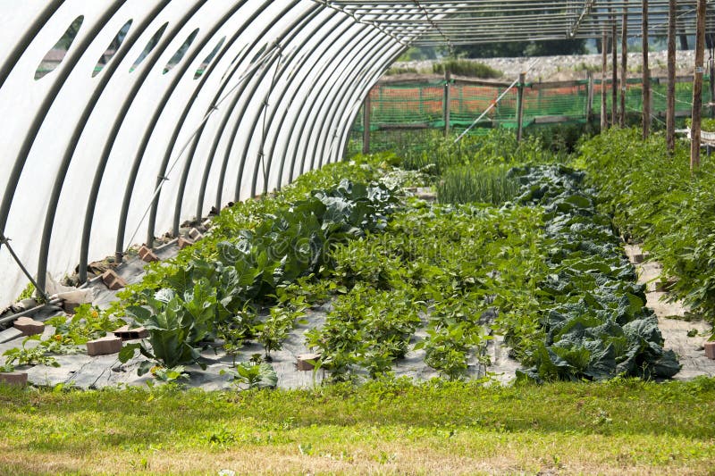Serre chaude photo stock. Image du centrale, horticulture - 24463130