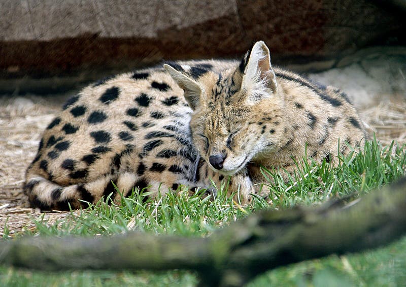 Serval 1 stock image. Image of serval, rare, species, jump - 2226367
