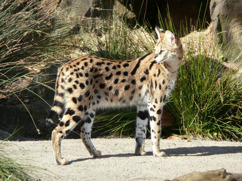 Serval stock image. Image of whiskers, coat, serval, africa - 10177281