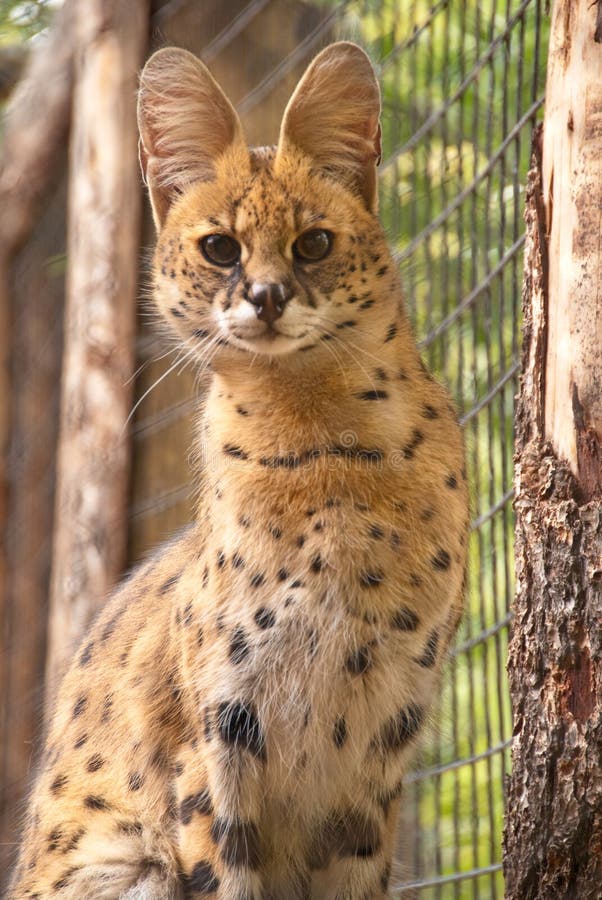 Serval stock photo. Image of fast, cerval, predator, meadow - 21235782