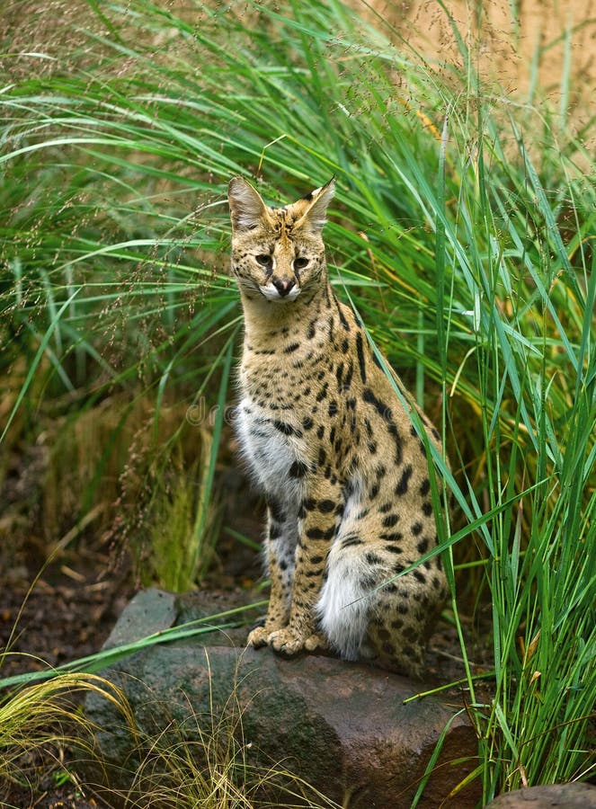 Serval Wild Cat stock photo. Image of serval, dappled - 22442636