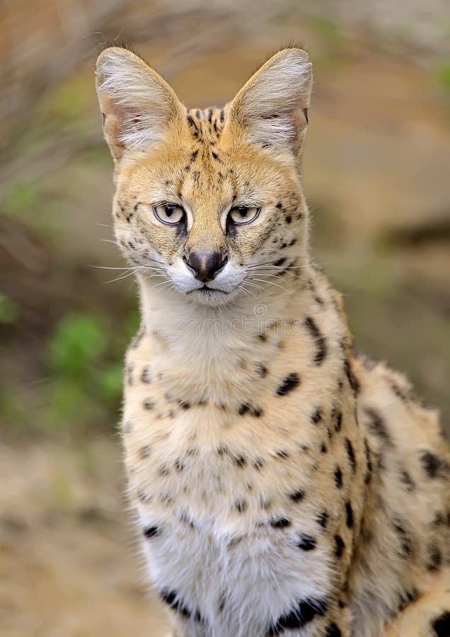 Serval Cat stock image. Image of long, mammal, spots, wildlife - 5887271