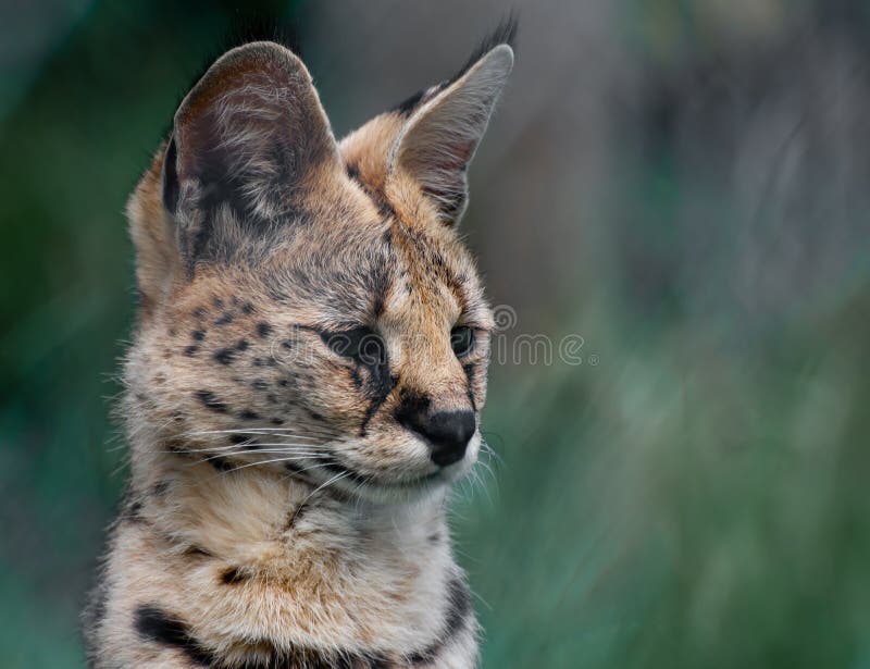 Serval stock photo. Image of serval, sitting, posing - 15368668