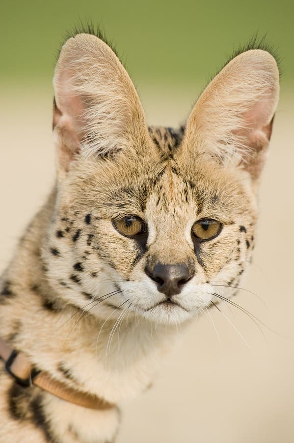 Serval stock photo. Image of animal, creature, predator - 16408572