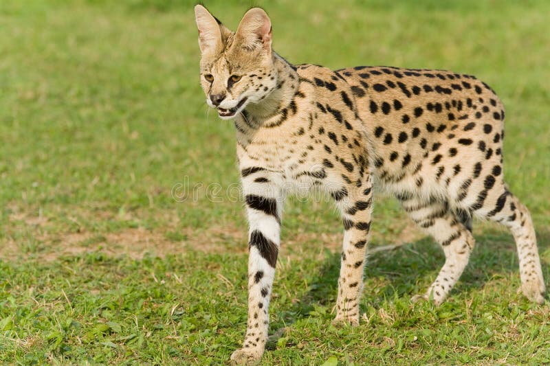 Serval stock photo. Image of serval, predator, creature - 16423342
