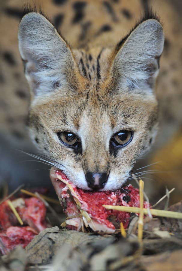 Serval - Africa Wild Cat stock image. Image of wild, africa - 22965221