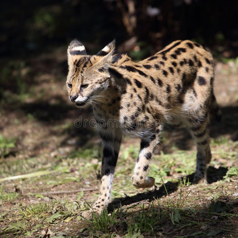 The serval stock image. Image of mammal, leptailurus - 24711623