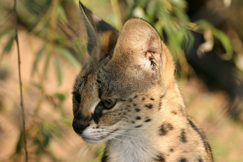 Serval Cat stock image. Image of long, mammal, spots, wildlife - 5887271