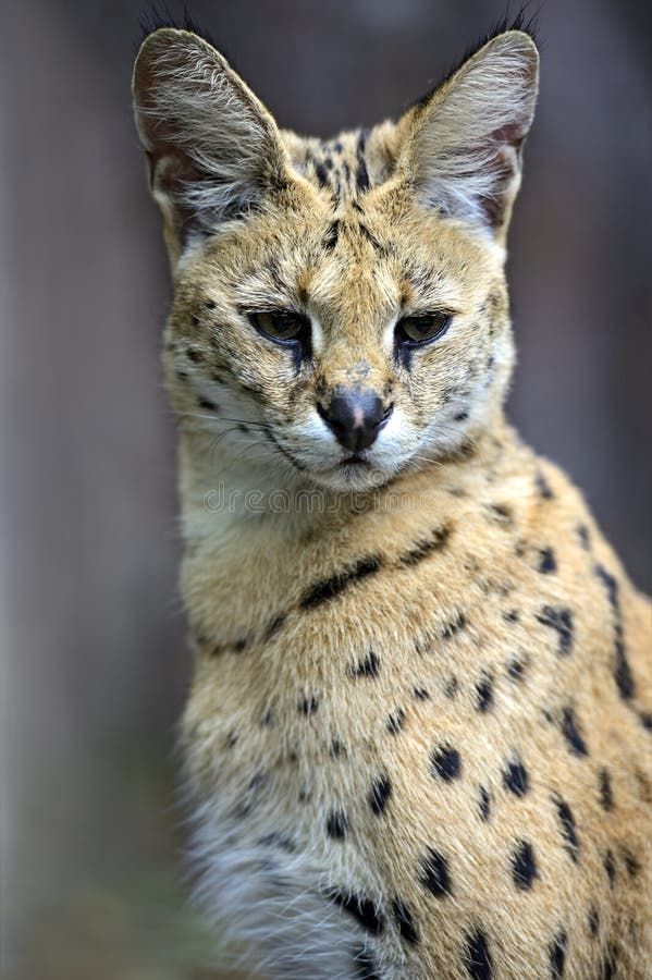 Serval - Africa Wild Cat stock image. Image of wild, africa - 22965221