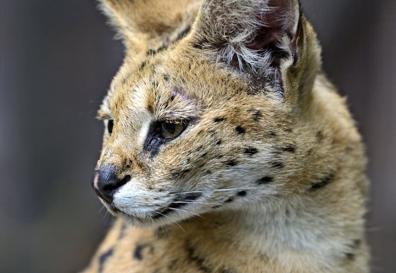 Serval Africano (serval De Leptailurus) Foto de Stock - Imagem de boca ...