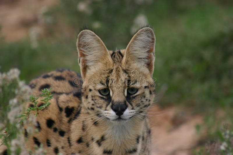 Serval stock image. Image of african, spotted, ready, africa - 1215027