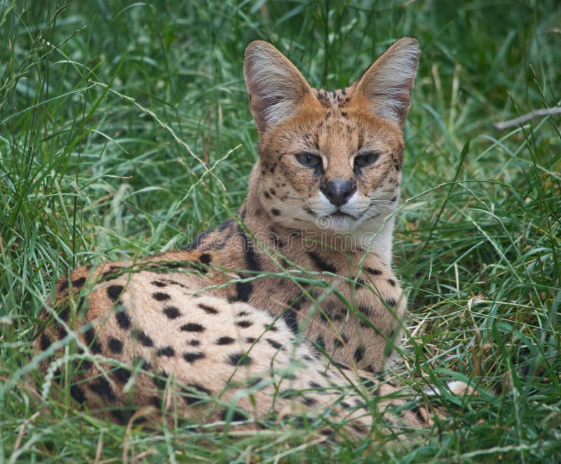 Serval foto de archivo. Imagen de punto, hierba, joven - 58341414