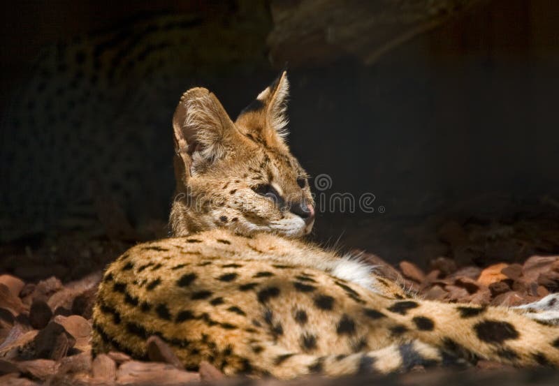 Serval stock image. Image of african, spotted, ready, africa - 1215027