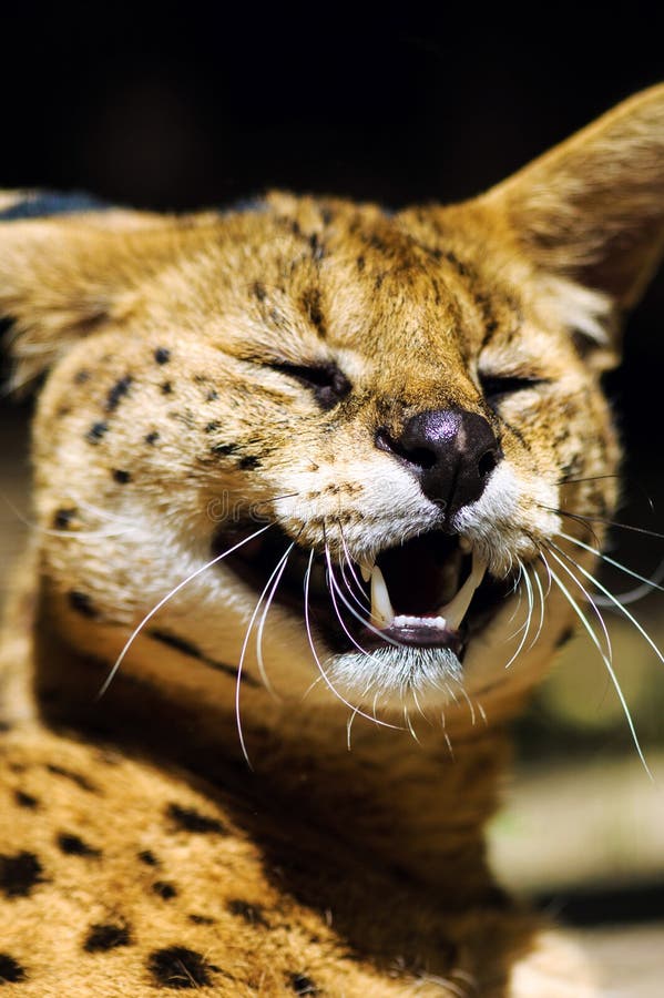 Serval cat stock image. Image of look, mammal, fierce - 156056415