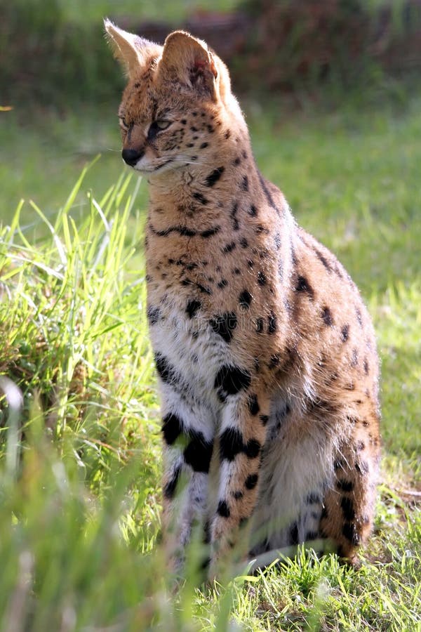 Serval Cat stock image. Image of ears, long, green, grass - 5886965