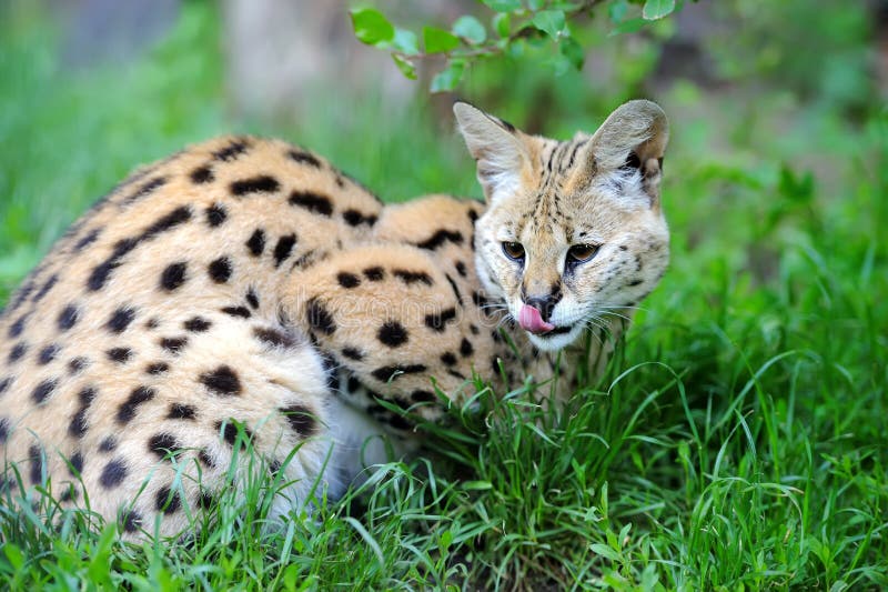 Serval Jumping For Bird