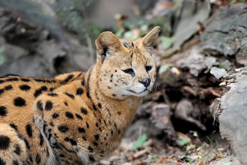 Serval cat (Felis serval) stock image. Image of animal - 77110809