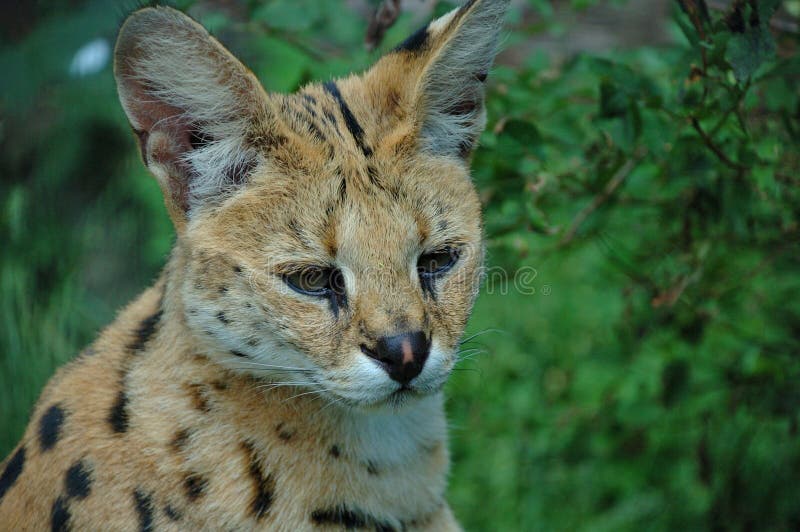 A serval cat stock illustration. Illustration of stare - 37024276