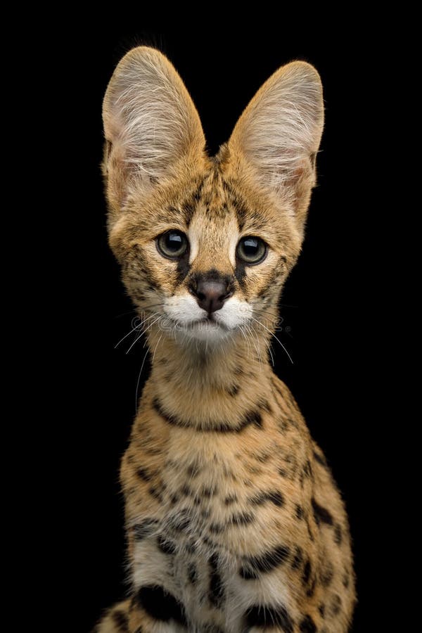 Serval Cat Isolated on Black Background in Studio Stock Photo - Image ...