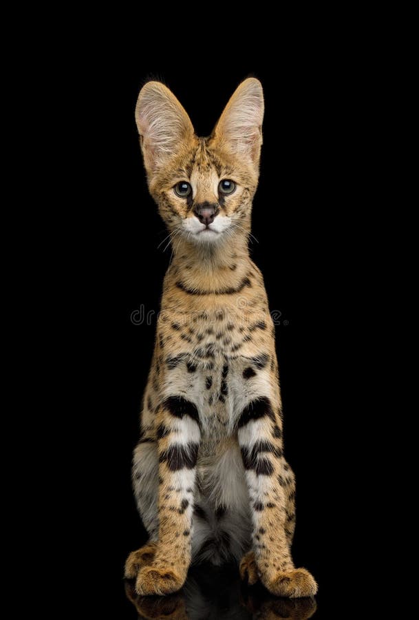 Serval Cat Isolated on Black Background in Studio Stock Image - Image ...